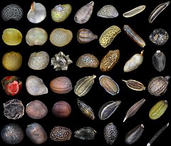 Semilla: qué es, partes, germinación y tipos